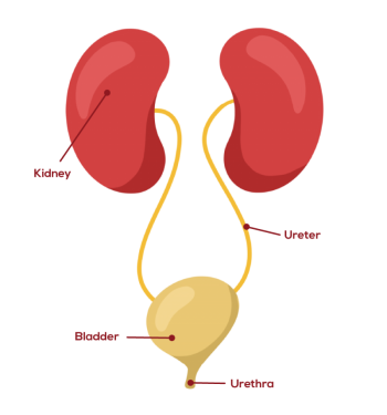 Kidney Infection vs UTI: What's the Difference? - CardiacDirect